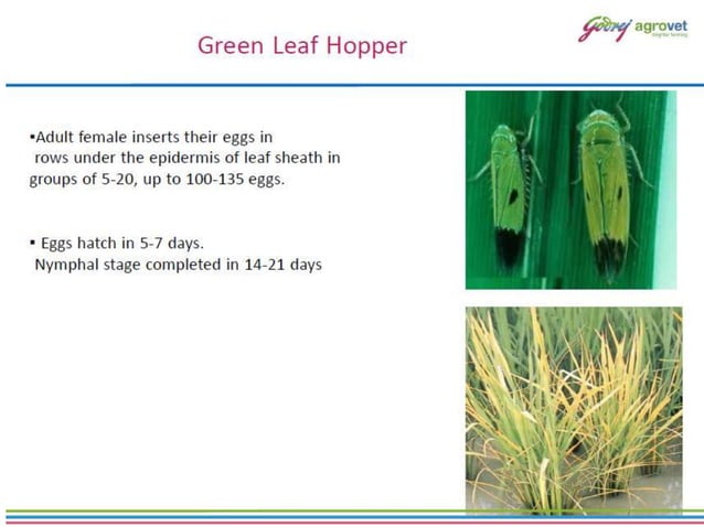 Insect pest and diseases of paddy and its management.pptx ...