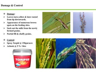 Insect pest and diseases of paddy and its management.pptx
