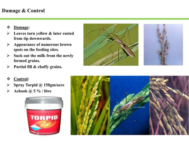 Insect pest and diseases of paddy and its management.pptx ...
