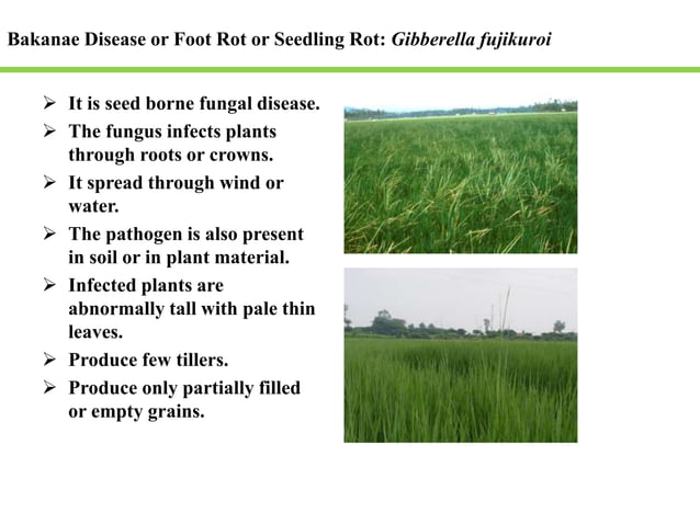 Insect pest and diseases of paddy and its management.pptx ...