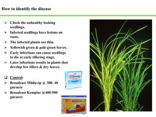 Insect pest and diseases of paddy and its management.pptx