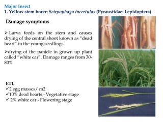 Insect pest and diseases of paddy and its management.pptx