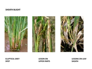 Insect pest and diseases of paddy and its management.pptx