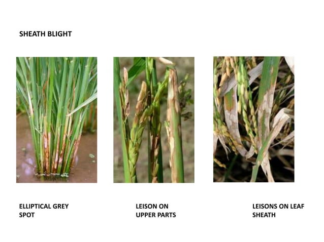 Insect pest and diseases of paddy and its management.pptx ...
