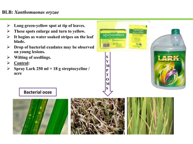 Insect pest and diseases of paddy and its management.pptx ...
