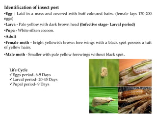 Insect pest and diseases of paddy and its management.pptx