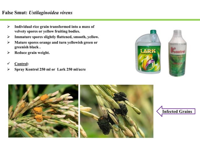 Insect pest and diseases of paddy and its management.pptx ...
