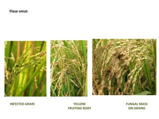 Insect pest and diseases of paddy and its management.pptx