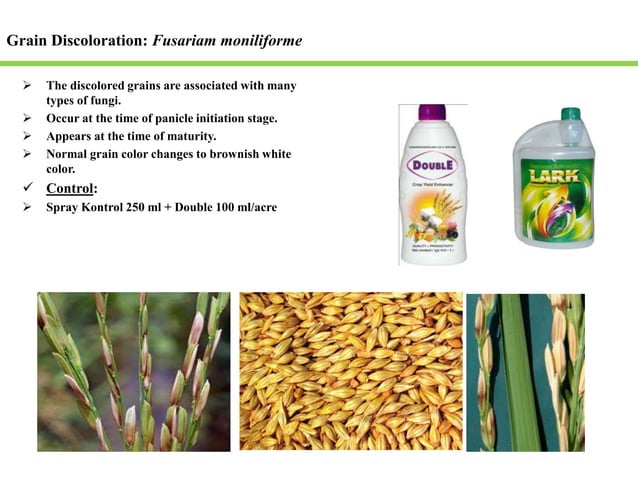 Insect pest and diseases of paddy and its management.pptx ...
