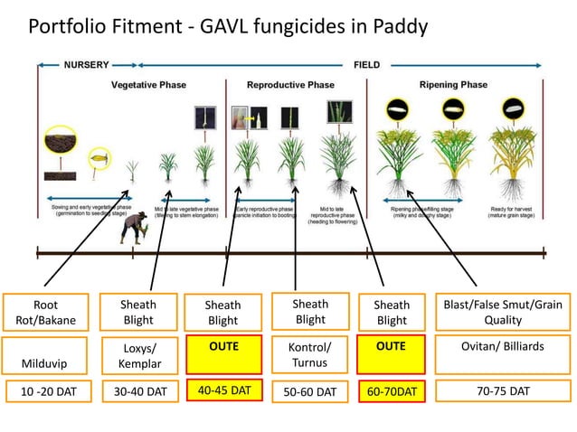 Insect pest and diseases of paddy and its management.pptx ...