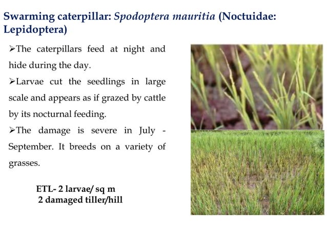 Insect pest and diseases of paddy and its management.pptx ...