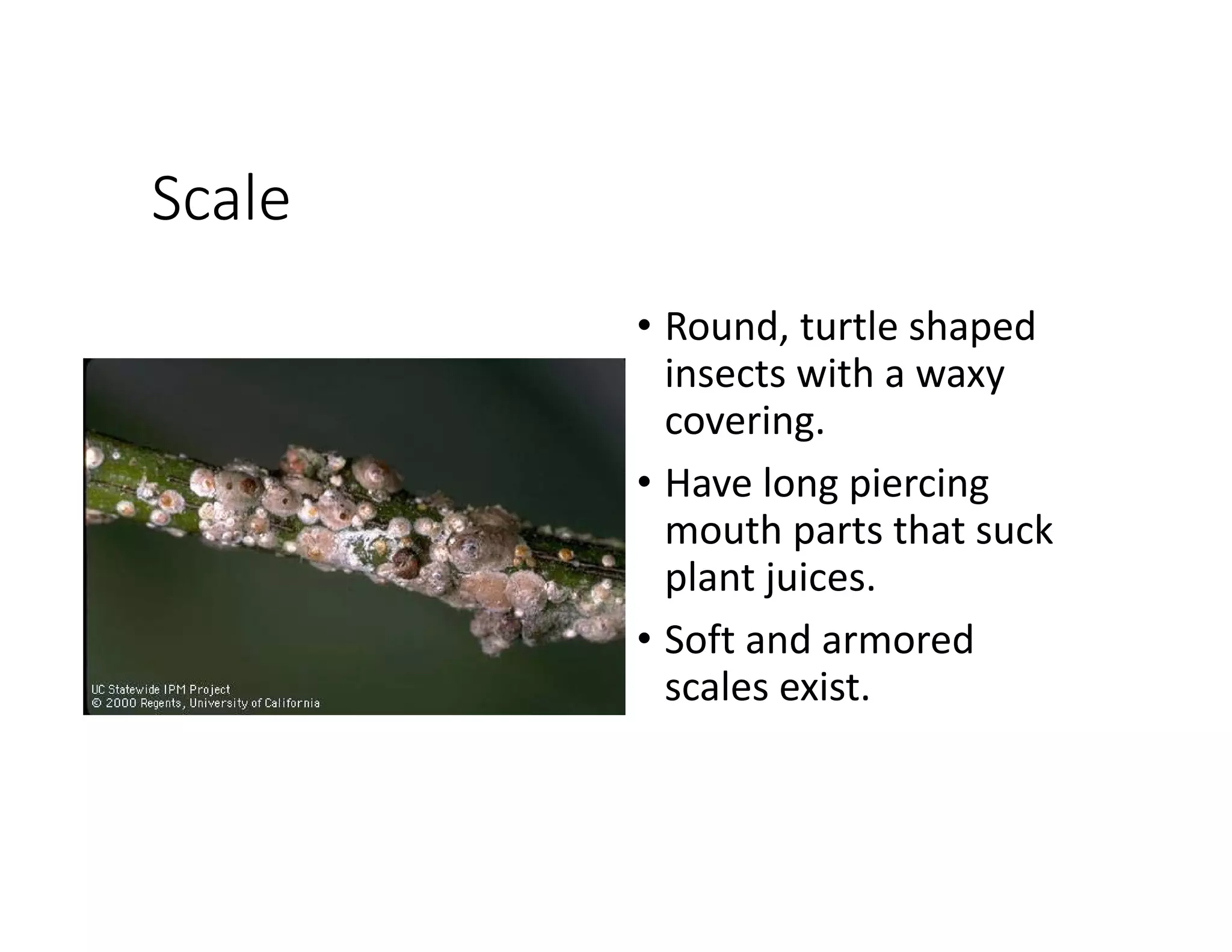 Insect Pest Control Methods | PDF