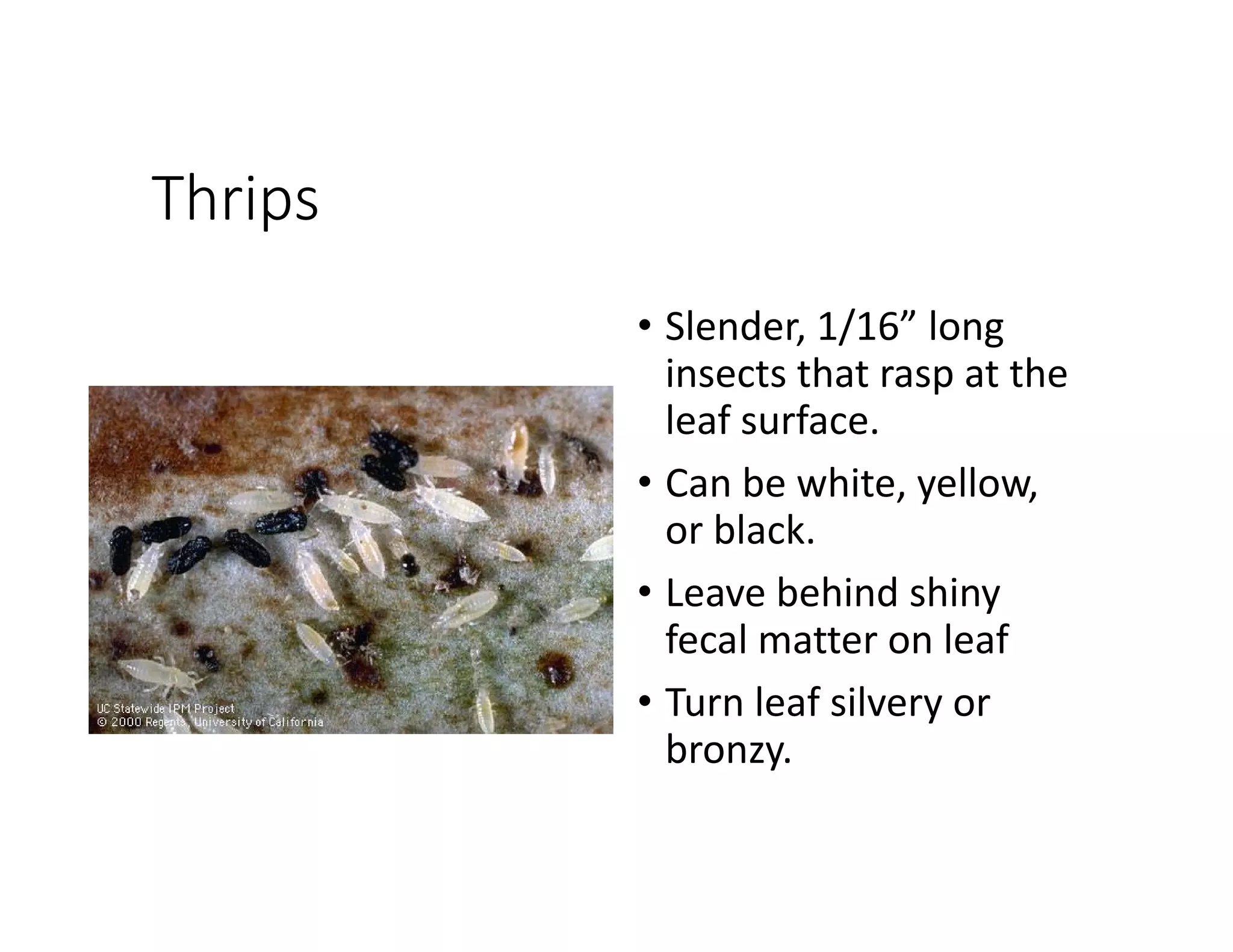 Insect Pest Control Methods | PDF