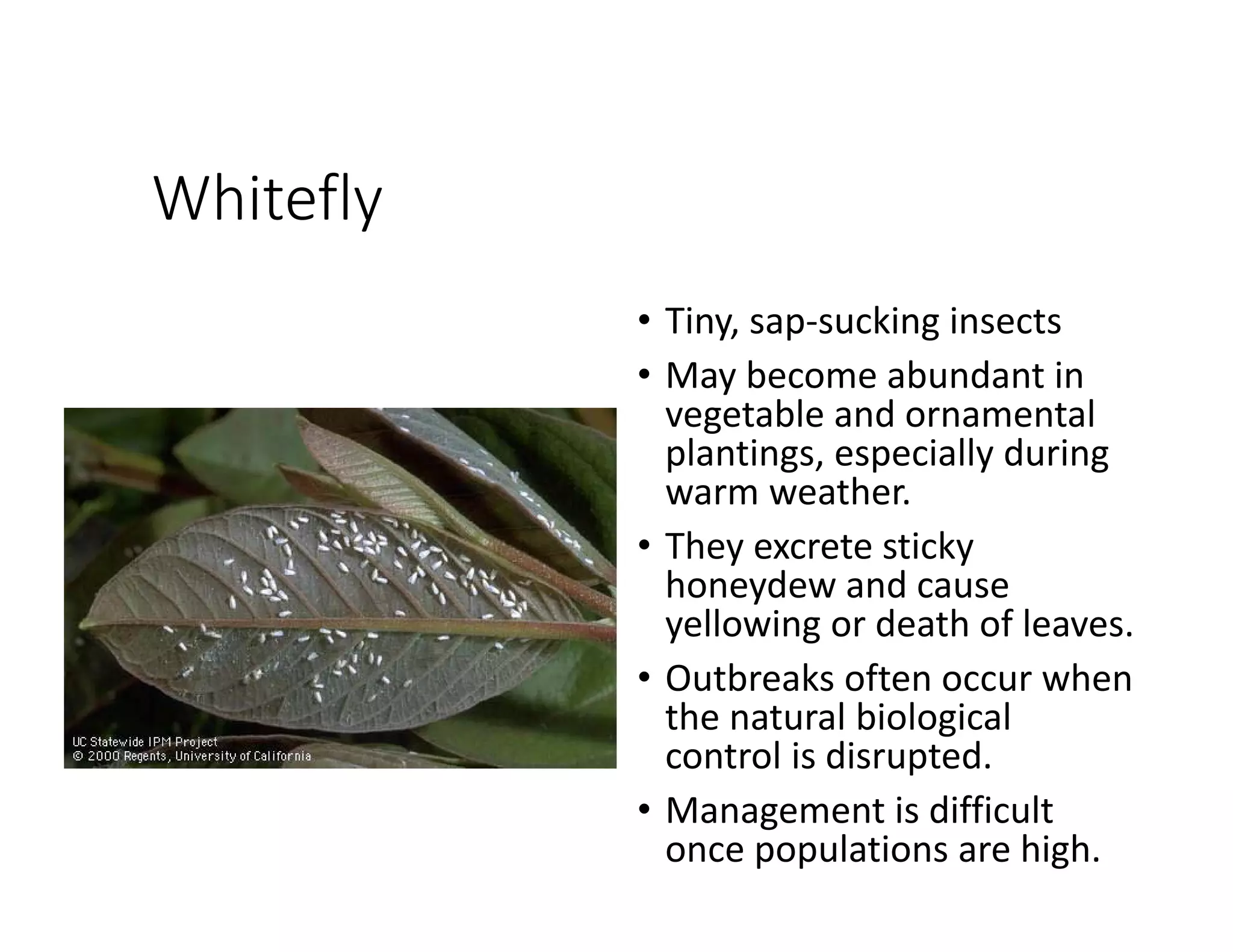 Insect Pest Control Methods | PDF