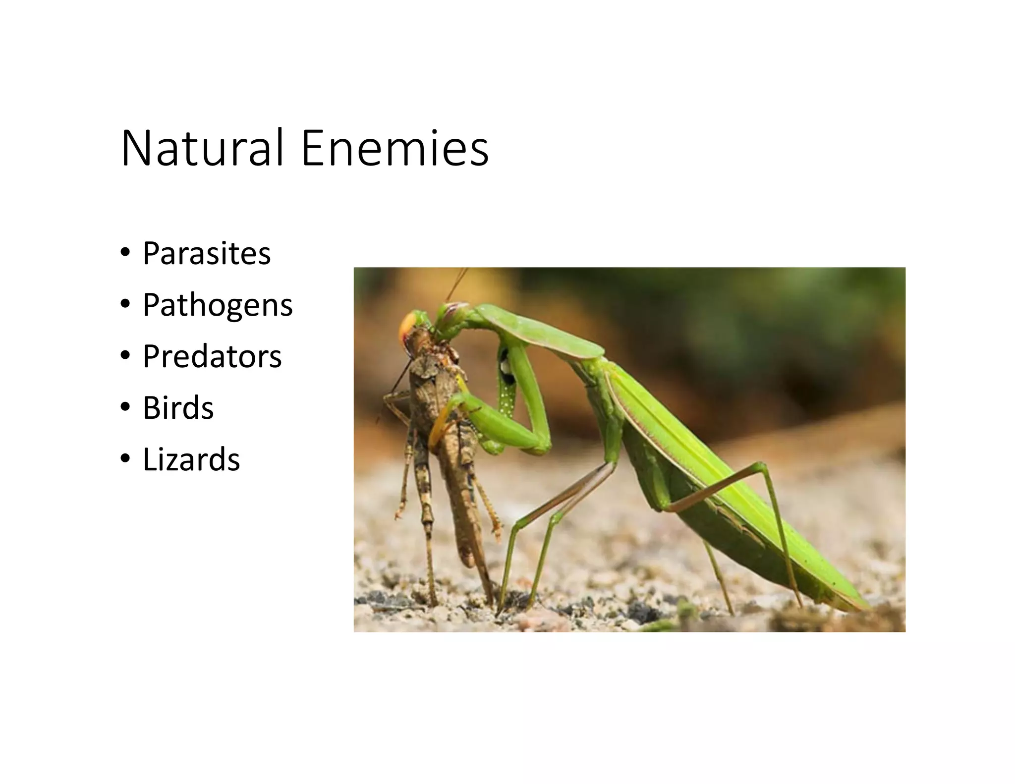 Insect Pest Control Methods | PDF