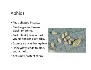 Insect Pest Control Methods | PDF