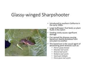 Insect Pest Control Methods | PDF