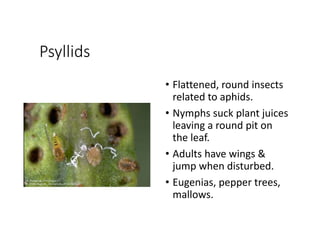 Insect Pest Control Methods | PDF