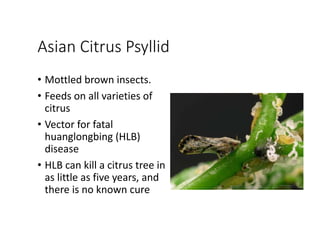 Insect Pest Control Methods | PDF