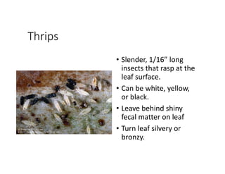 Insect Pest Control Methods | PDF