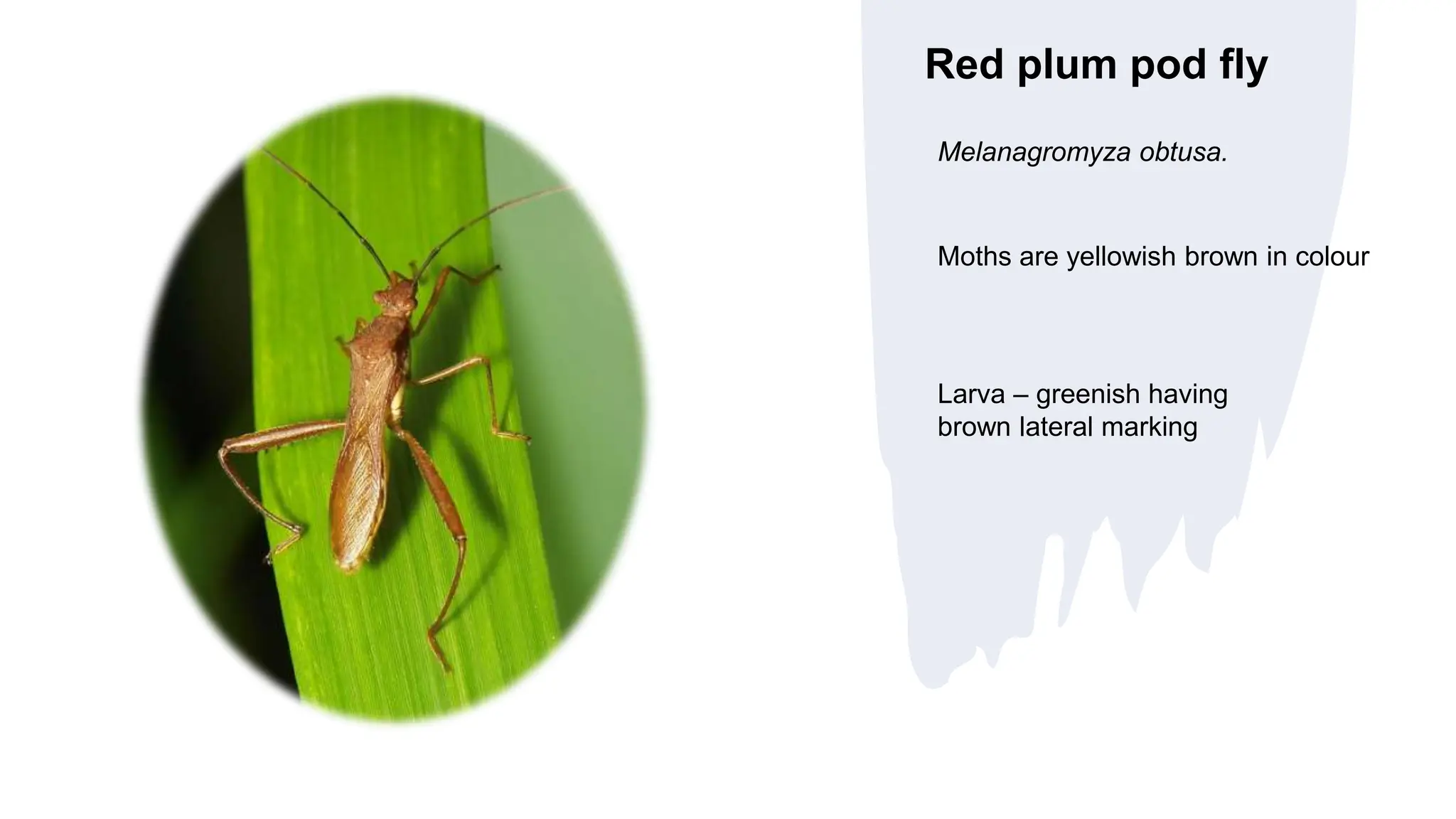 Insect pest | PPTX