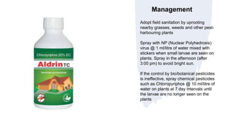 Insect pest Dipika.pptx