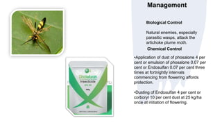 Insect pest Dipika.pptx