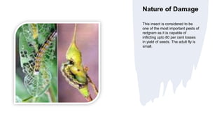 Insect pest Dipika.pptx