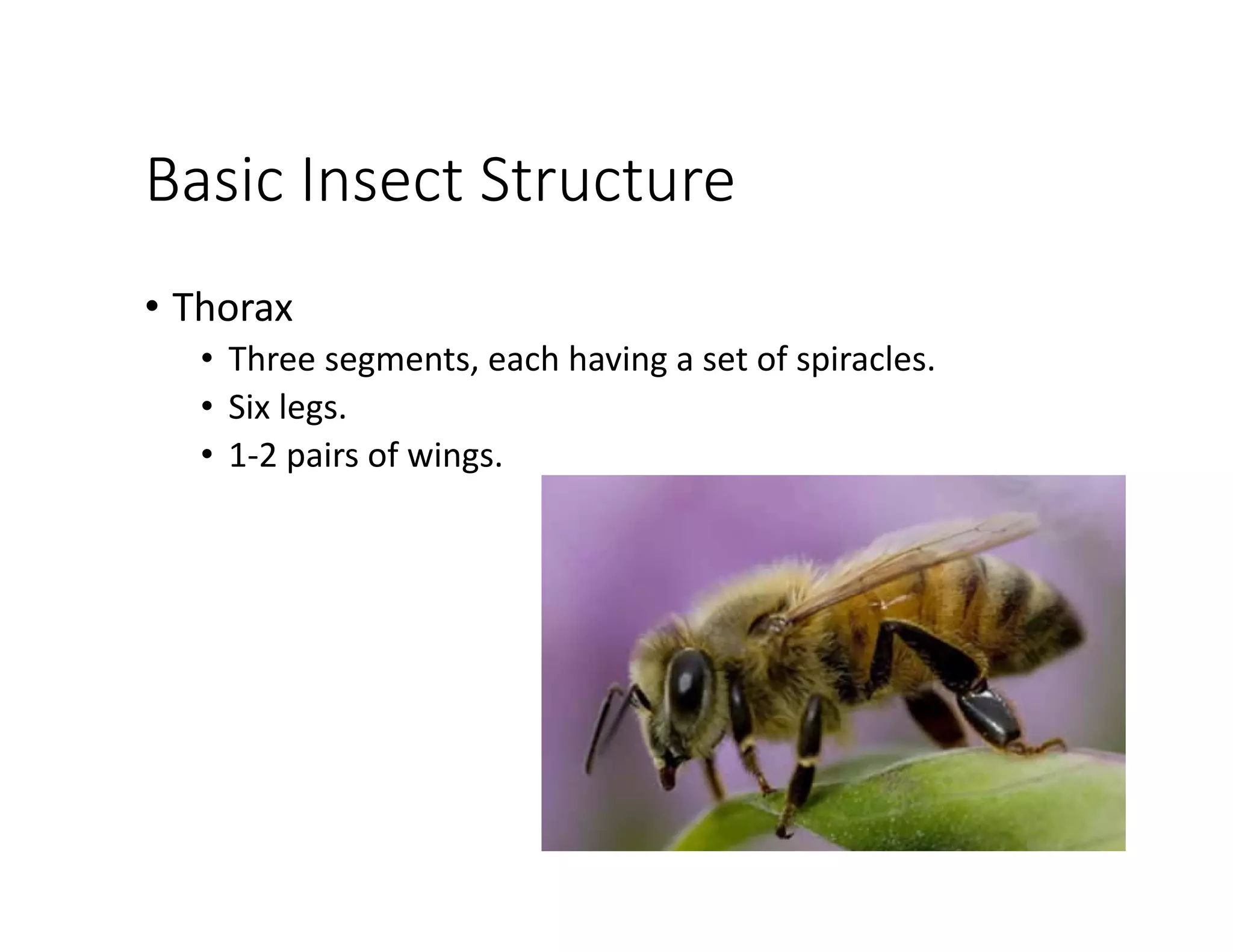 Insect Pest ID and Life Cycle | PDF