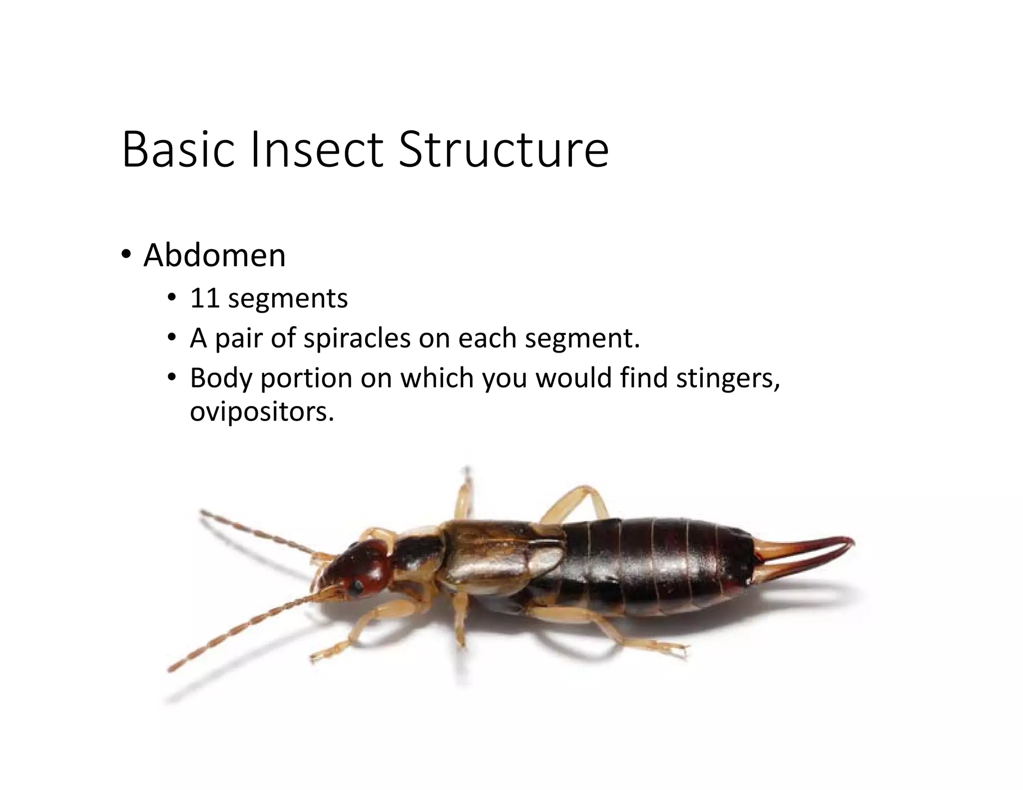 Insect Pest ID and Life Cycle | PDF