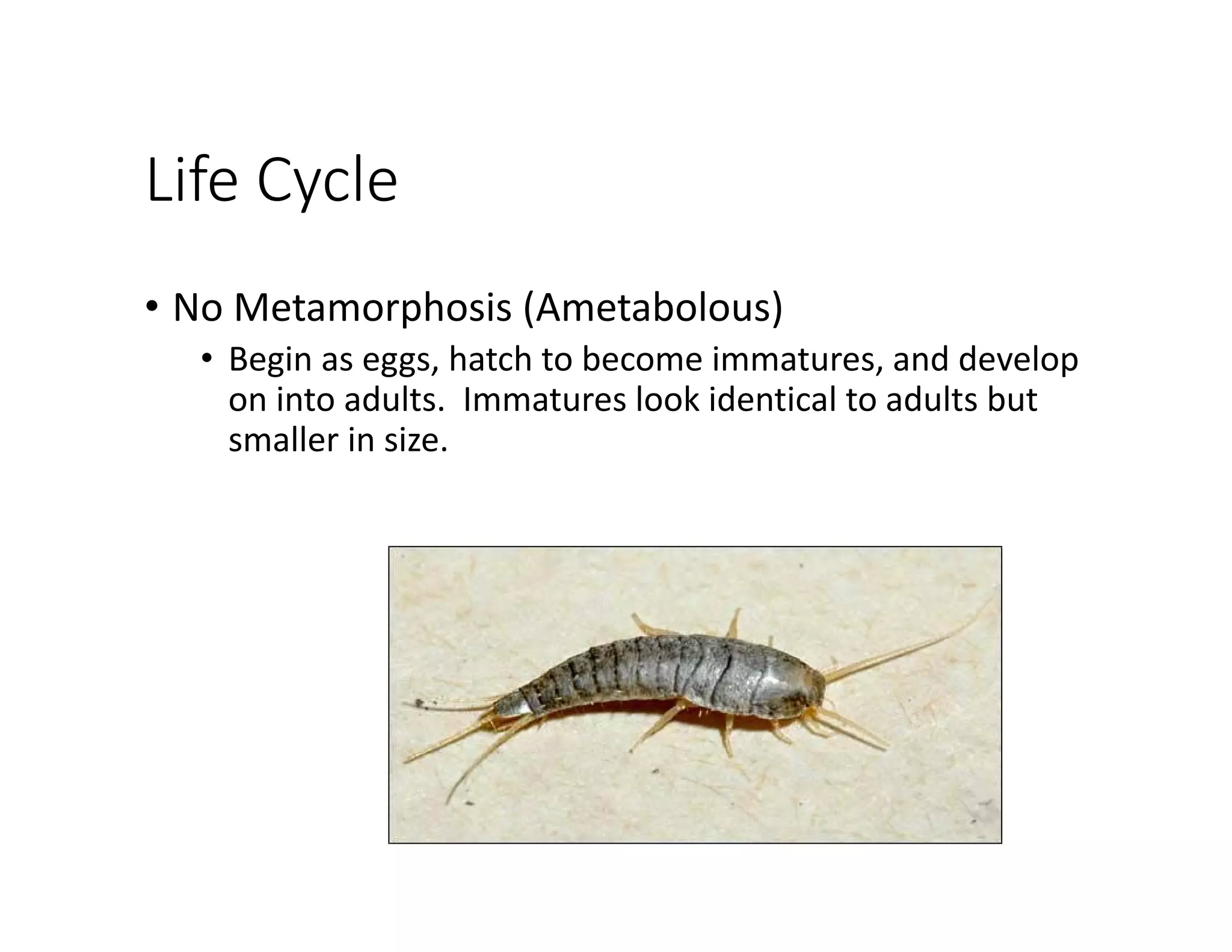 Insect Pest ID and Life Cycle | PDF