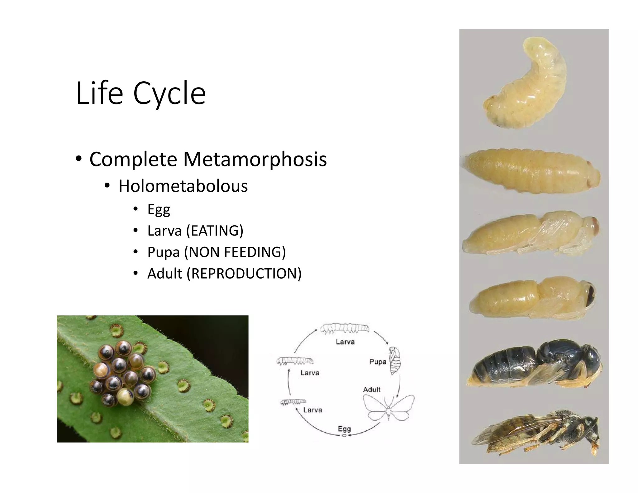 Insect Pest ID and Life Cycle | PDF