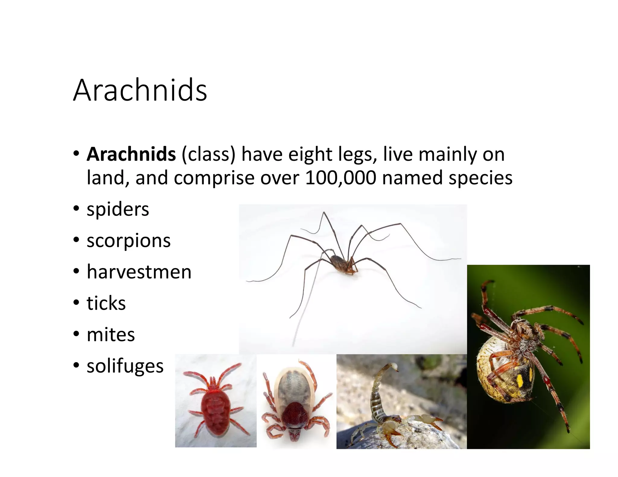 Insect Pest ID and Life Cycle | PDF