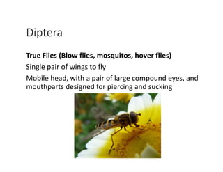 Insect Pest ID and Life Cycle | PDF