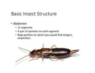 Insect Pest ID and Life Cycle | PDF