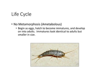 Insect Pest ID and Life Cycle | PDF