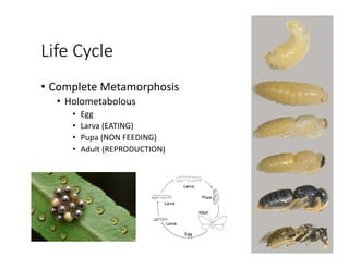Insect Pest ID and Life Cycle | PDF