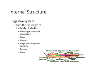 Insect Pest ID and Life Cycle | PDF