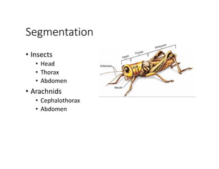 Insect Pest ID and Life Cycle | PDF