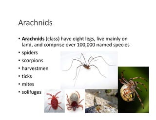 Insect Pest ID and Life Cycle | PDF