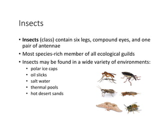 Insect Pest ID and Life Cycle | PDF