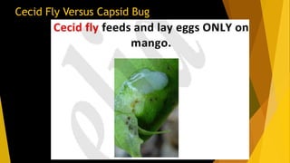 Insect pest injury | PPTX