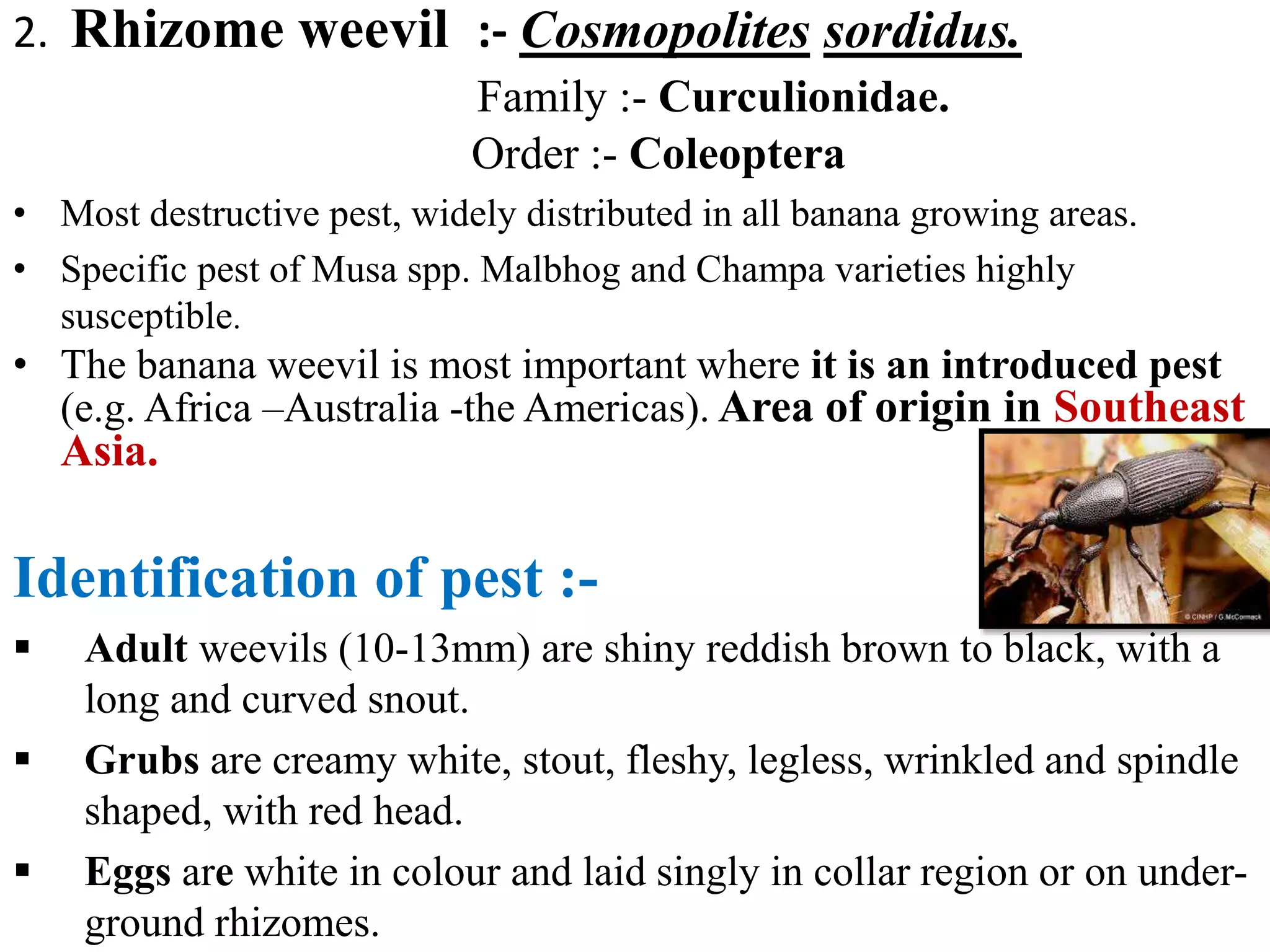 Insect pest of banana crop | PPTX