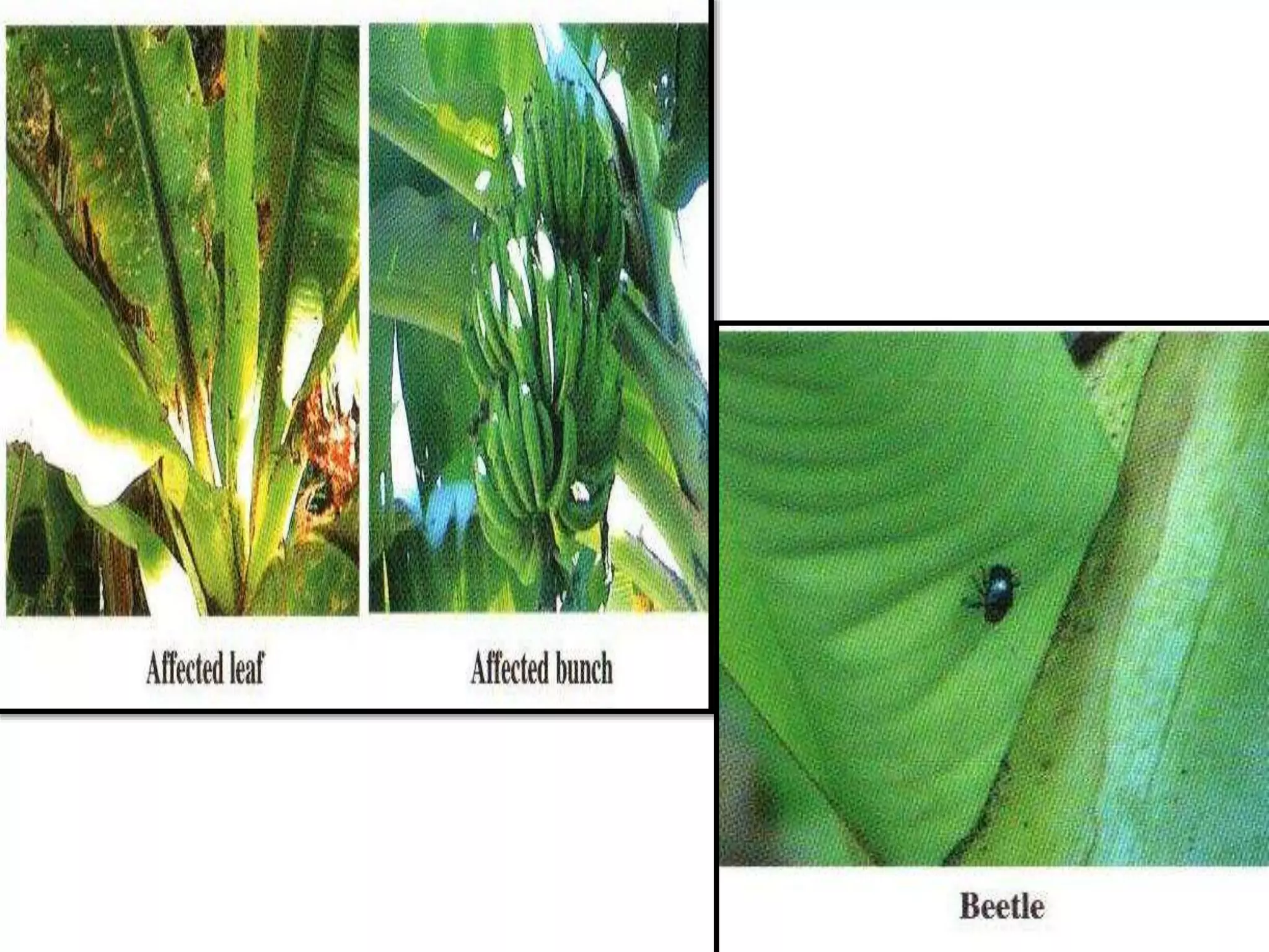 Insect pest of banana crop | PPTX
