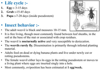 Insect pest of banana crop | PPTX