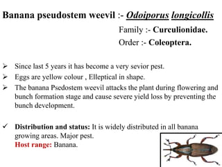 Insect pest of banana crop | PPTX