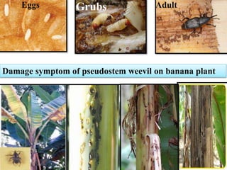 Insect pest of banana crop | PPTX