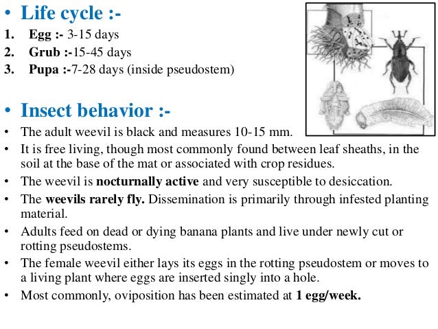 Insect Pest Of Banana Crop
