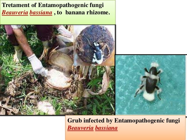 Insect Pest Of Banana Crop