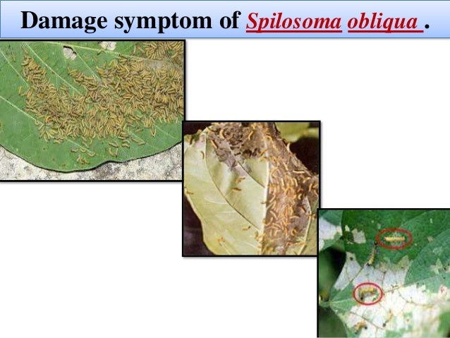 Insect Pest Of Banana Crop